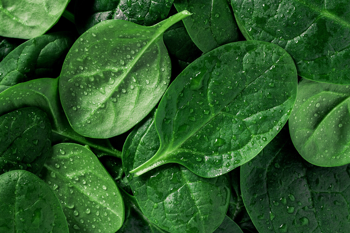 Consistent Quality with Our IQF Spinach and Kale - SunLeaf Foods
